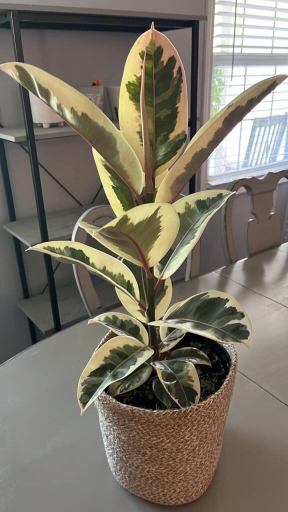 The Ultimate Guide to Rubber Plant Care: 8 Tips for a Happy, Green ...