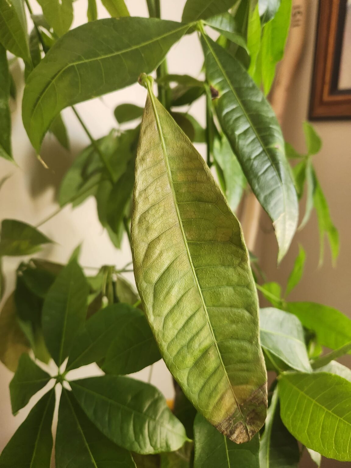 Brown Spots on Money Tree Leaves? Here’s Why & Rescue Guide - Planteza
