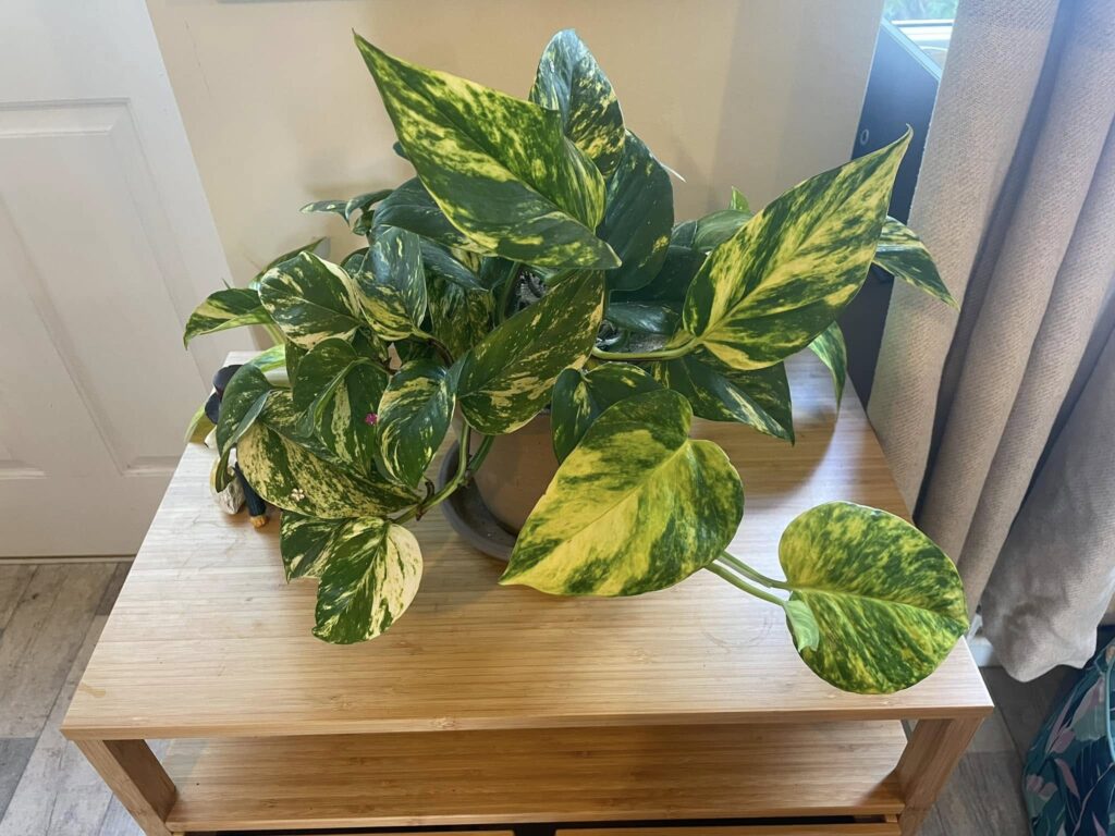 7 Must-Know Pothos Plant Care Tips for Beginners - Planteza