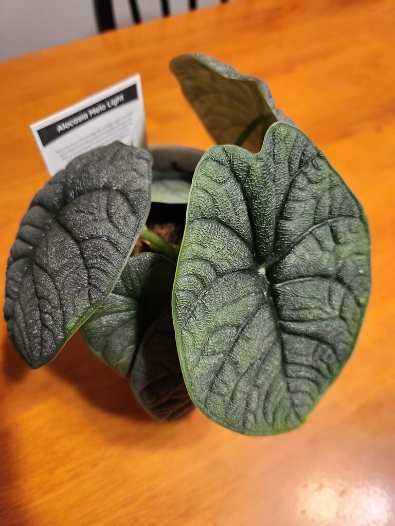 Alocasia Melo Plant Care: How to Nurture Your Exotic Houseplant - Planteza