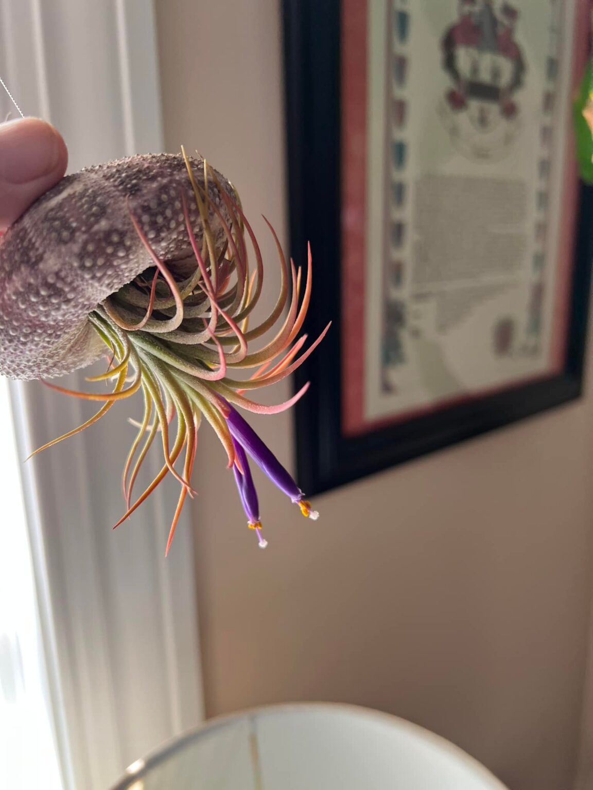 How to Make Your Air Plant Bloom (The Secret Trick!) - Planteza