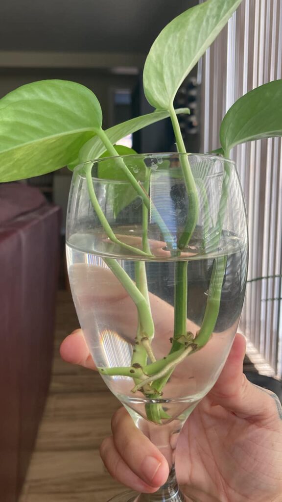 No Soil Needed! How to Propagate Pothos in Water Successfully - Planteza
