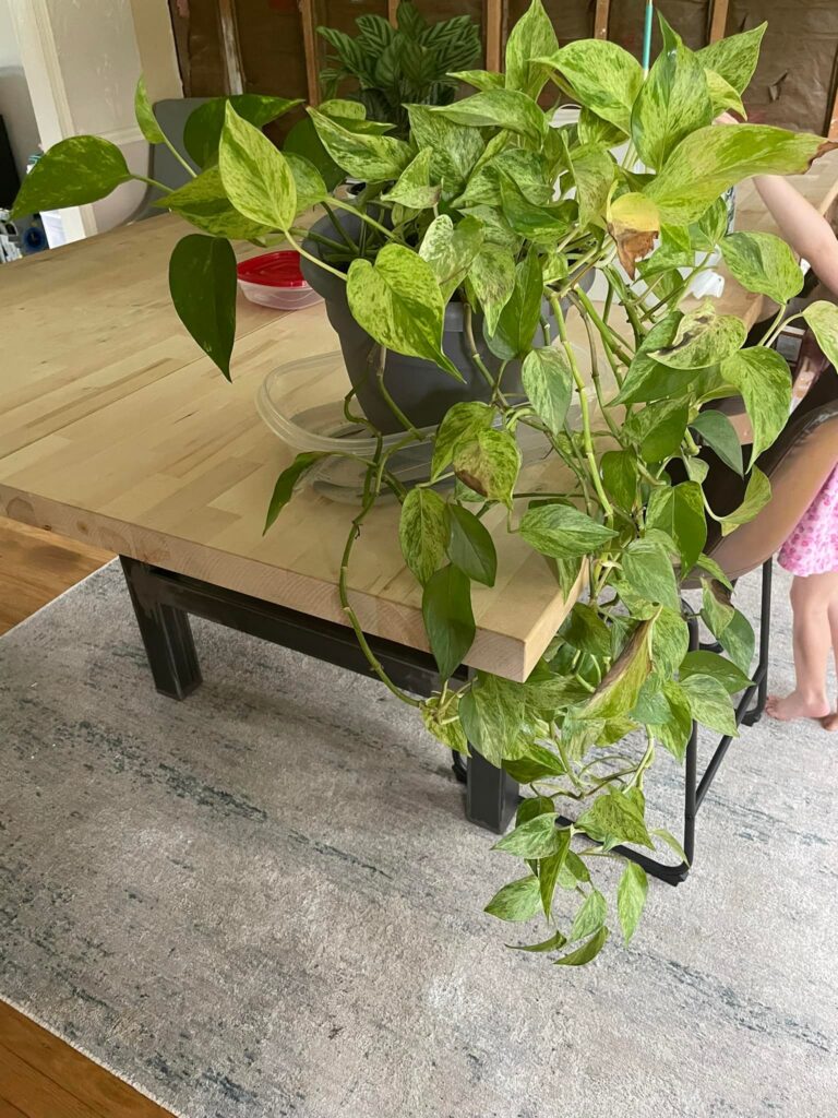 Pothos Repotting Secrets for a Fuller, Faster-Growing Plant - Planteza